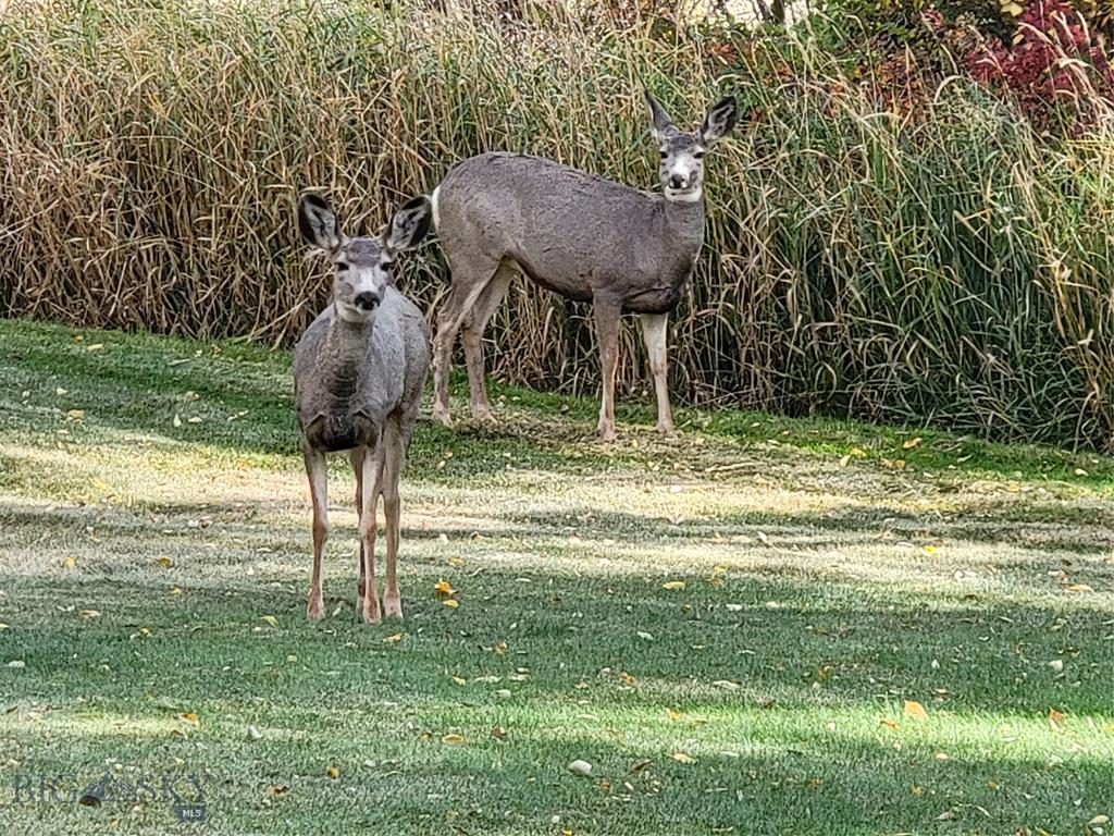 Century 21 – Dillon, MT